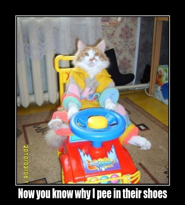 Now you know why I pee in their shoes… – LOLHeaven.com